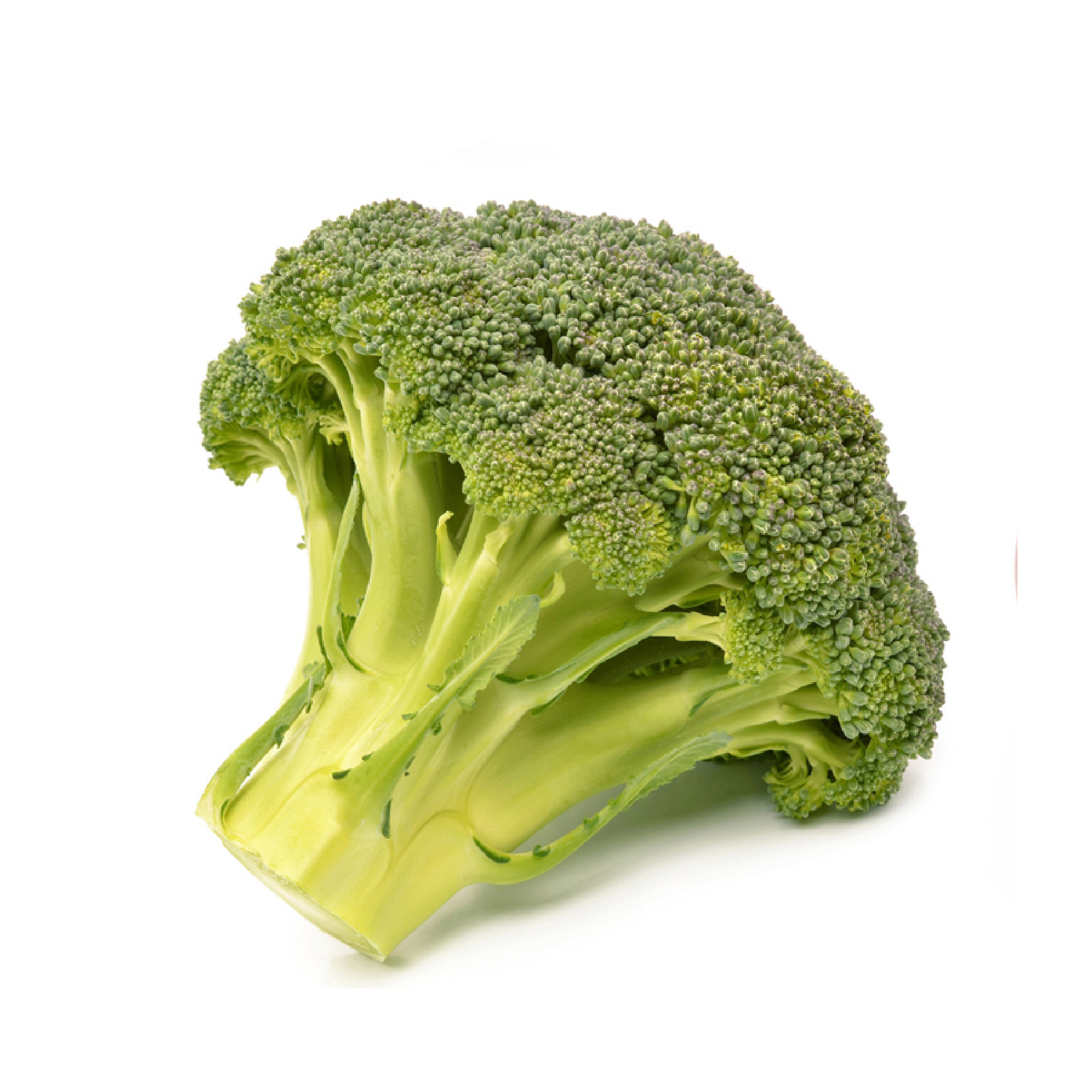 ברוקולי - Selmor